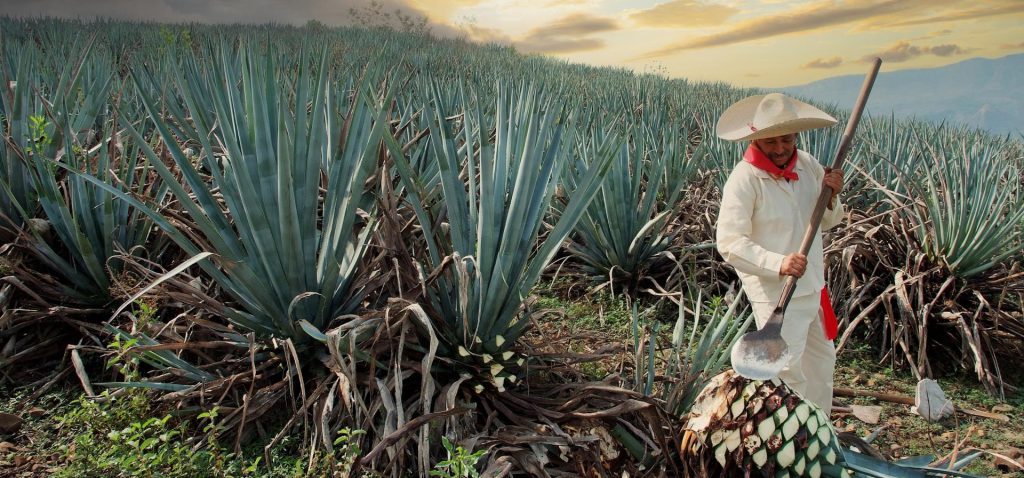 Agave